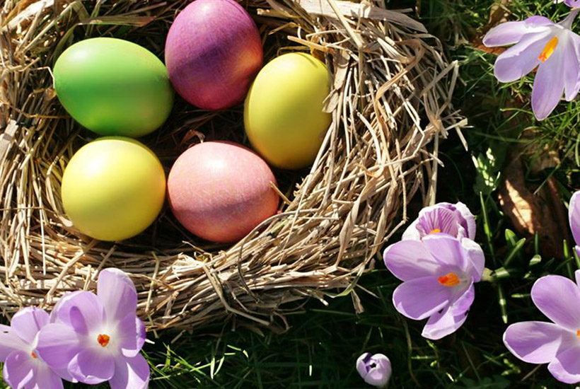 Easter Chocolate Egg Contest